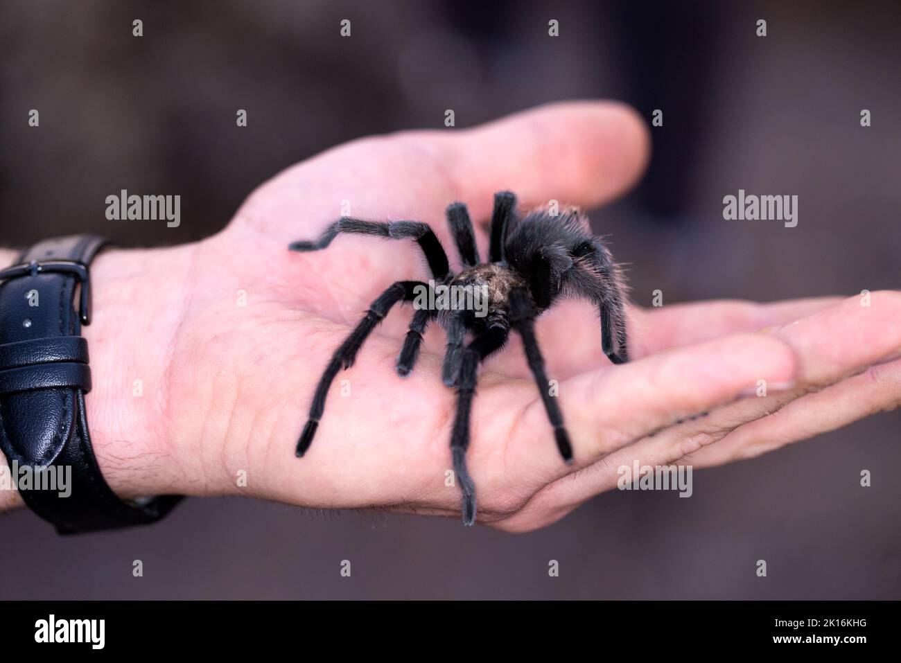 Man's hand holding hairy wild black tarantula Stock Photo - Alamy