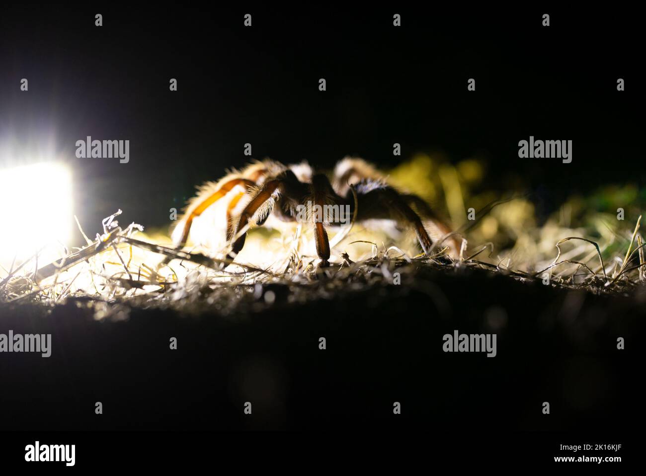 Wild brown tarantula backlit by a bright light during night time crawl ...