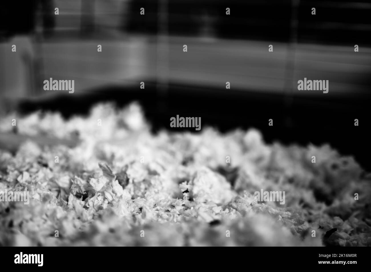 Gerbil mouse Black and White Stock Photos & Images - Alamy