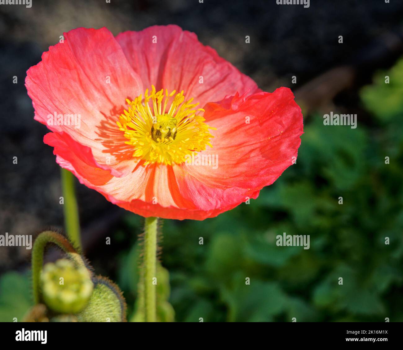 A single red poppy in close-up bathed in afternoon sunlight Stock Photo ...