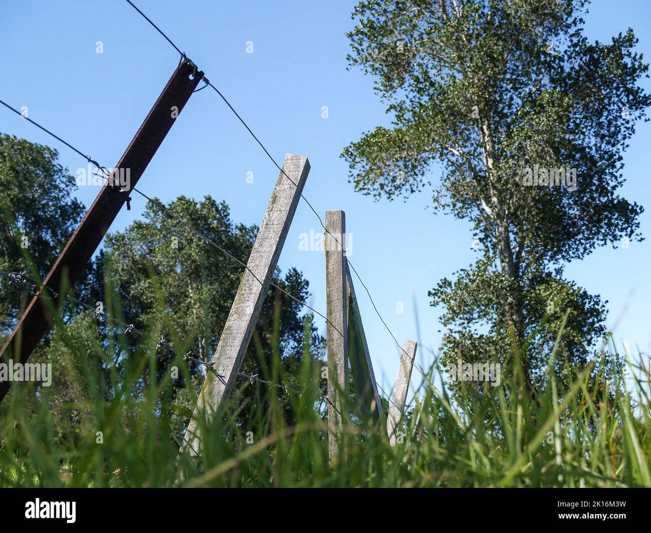 Ground level through green grass and fence to sky Stock Photo - Alamy