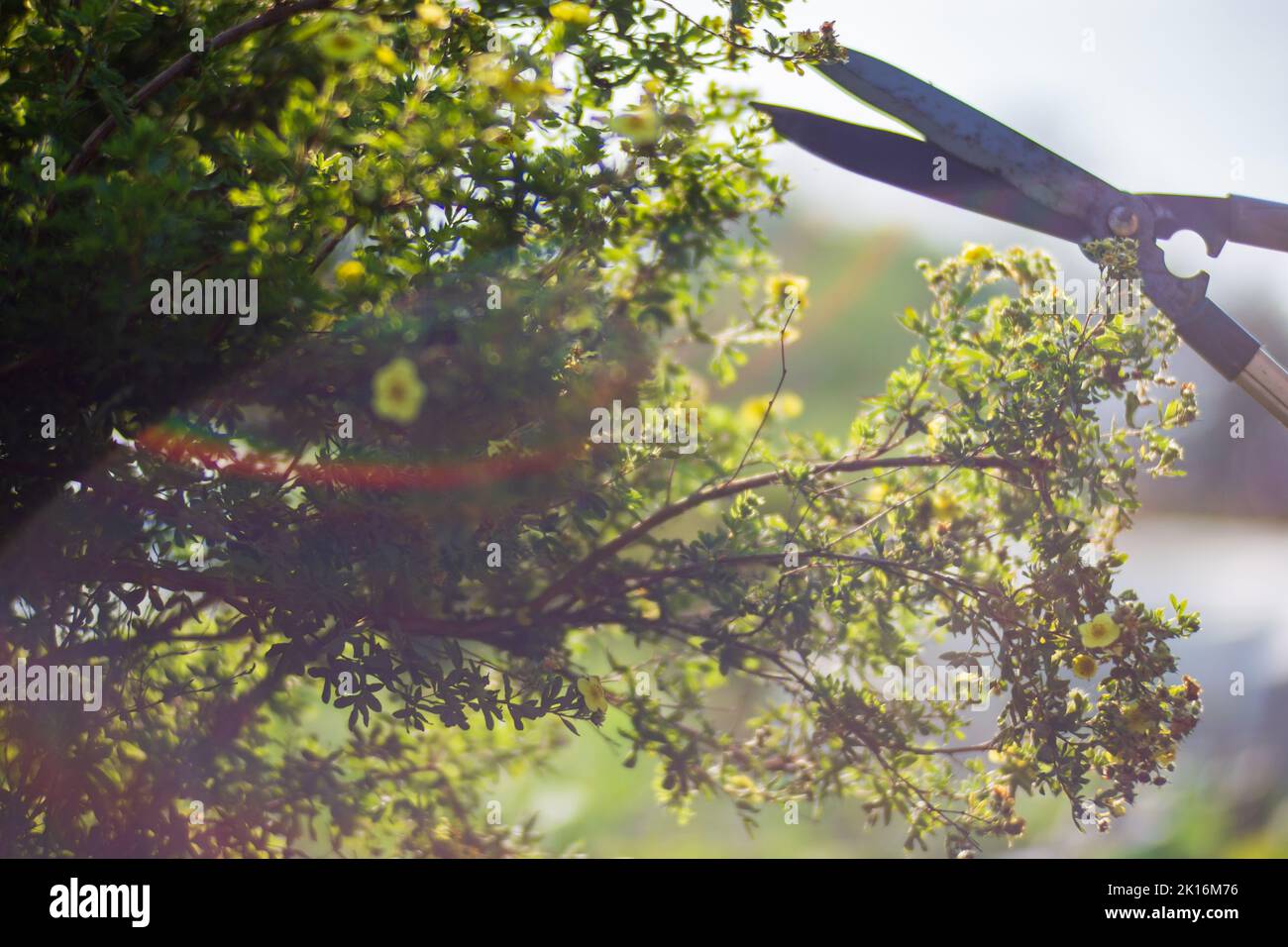 Farmer hands who make pruning of bushes with large garden shears ...