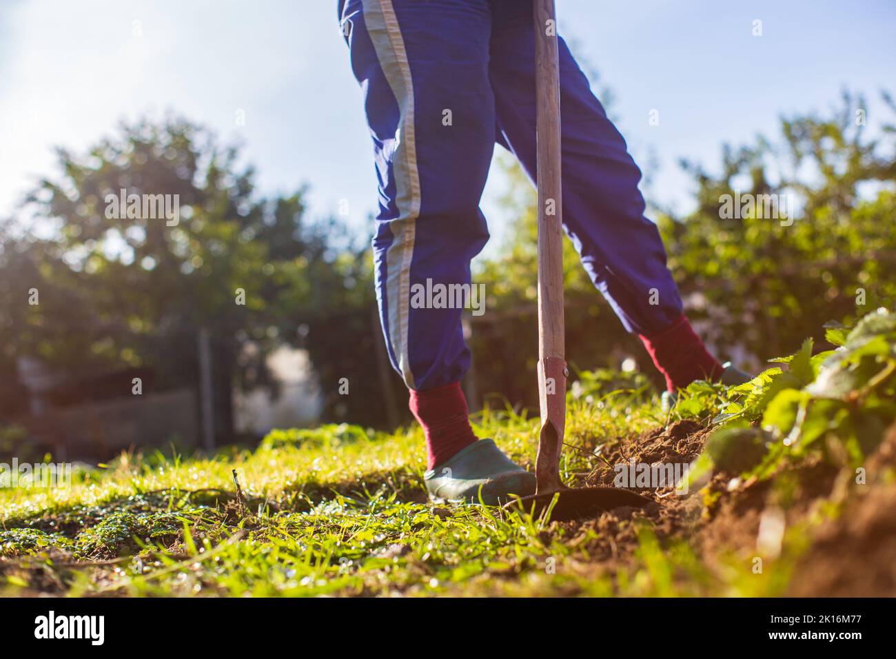 Farmer cultivating land in the garden with hand tools. Soil loosening ...