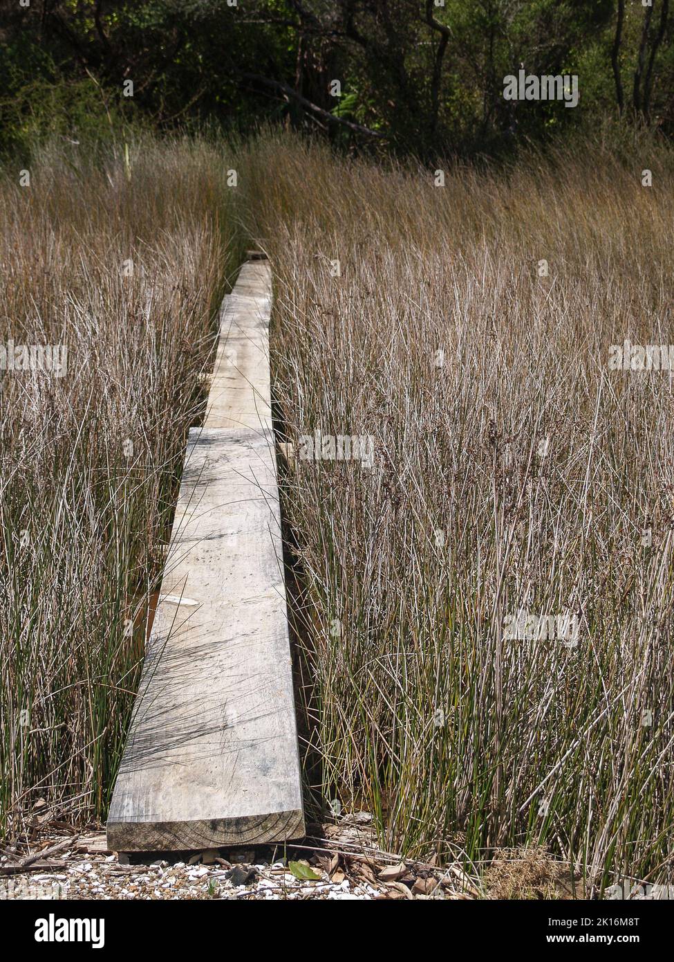 Walkway through swamp hi-res stock photography and images - Alamy