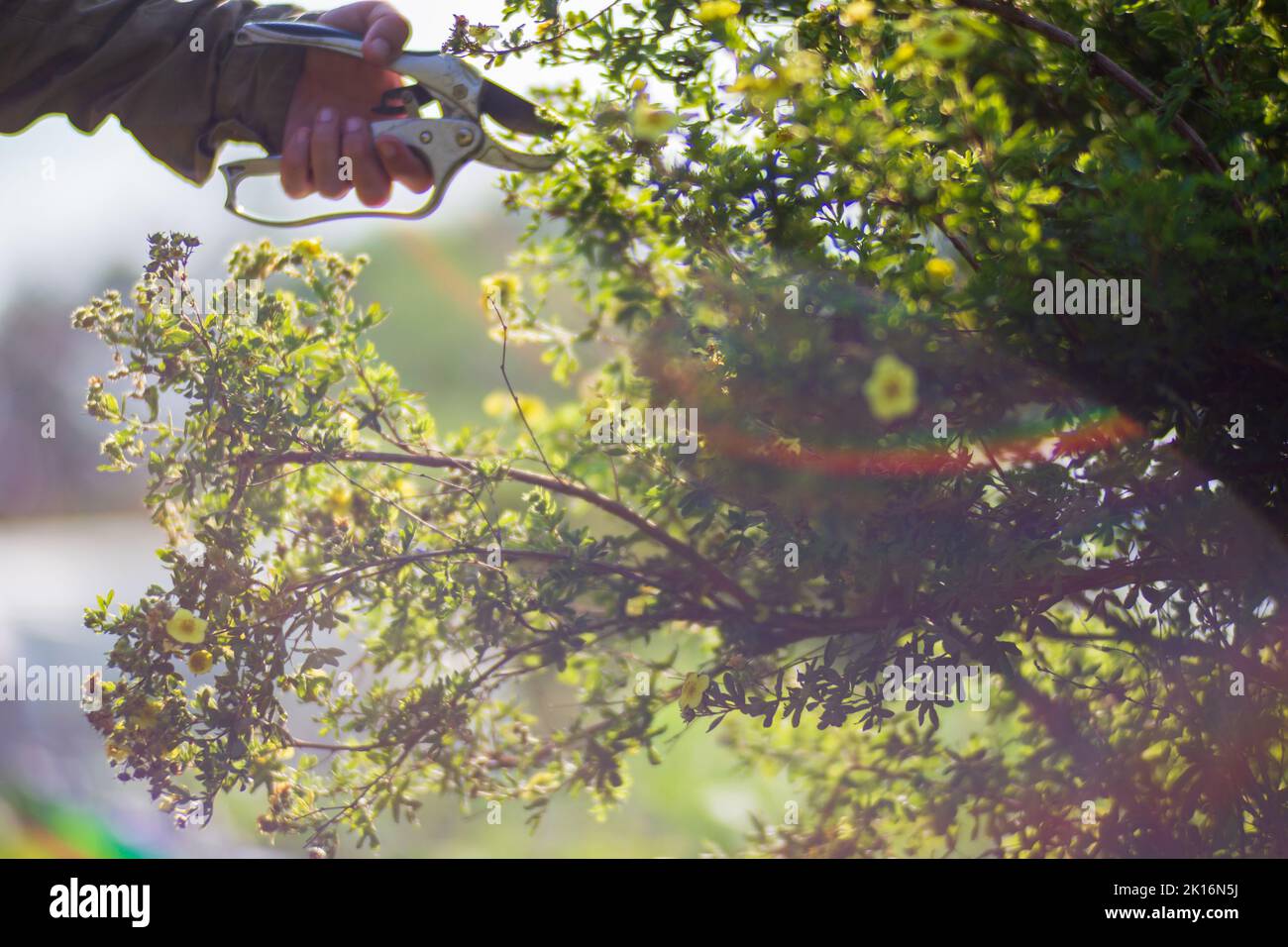 Farmer hands who make pruning of bushes with large garden shears ...