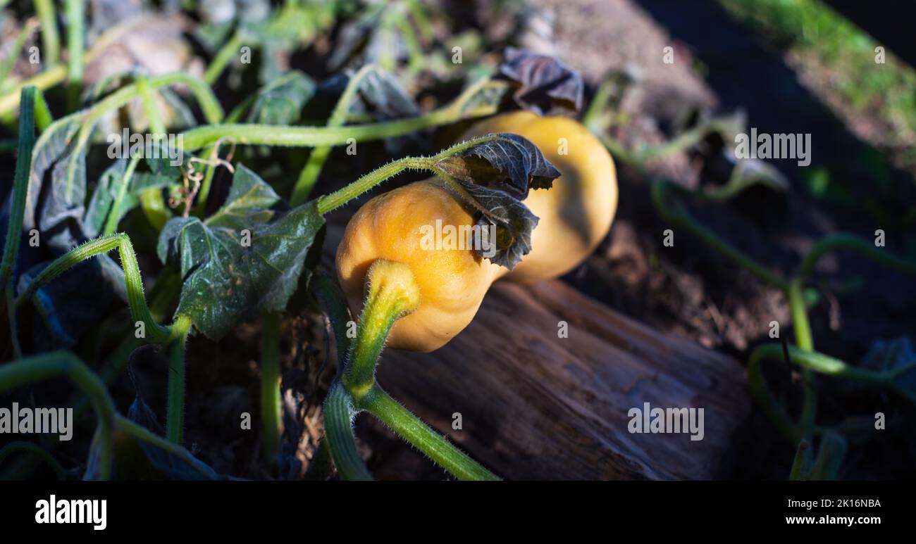 Pumpkin crops planted in the soil ripen. Cultivated land close up with ...