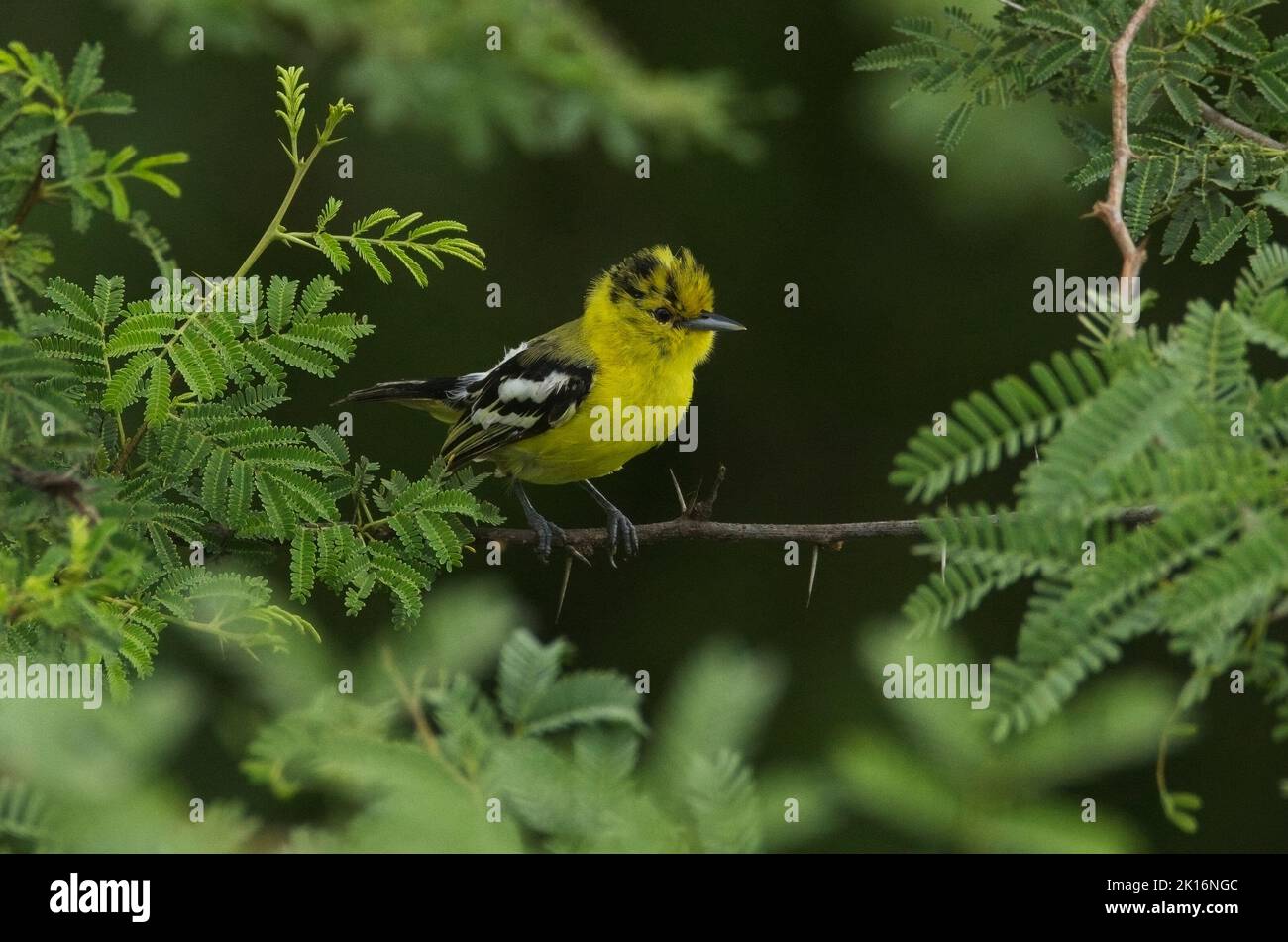 White-tailed Iora / Marshall's Iora (Aegithina nigrolutea) at Kutch ...