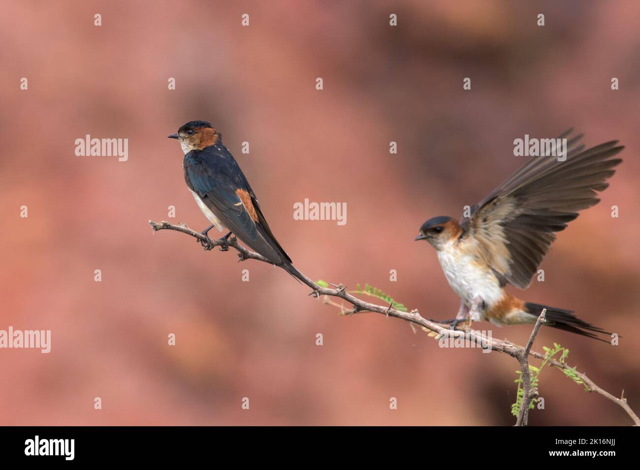 Red-rumped Swallow (Cecropis daurica Stock Photo - Alamy