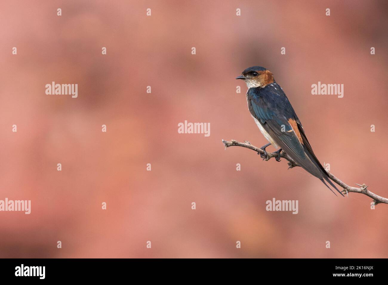Red-rumped Swallow (Cecropis daurica Stock Photo - Alamy