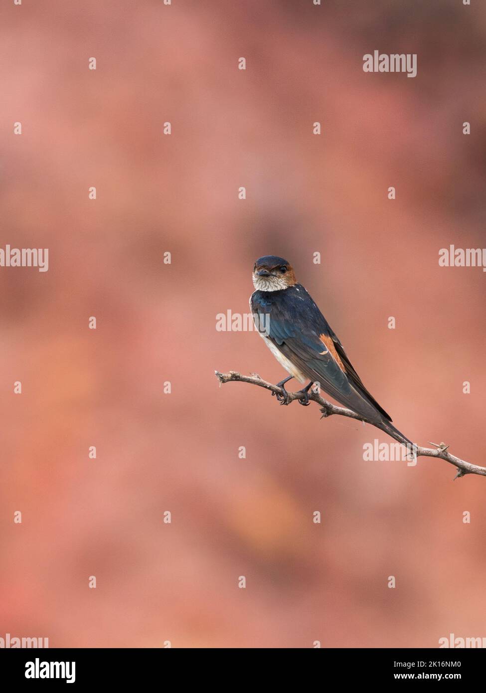 Red-rumped Swallow (Cecropis daurica Stock Photo - Alamy