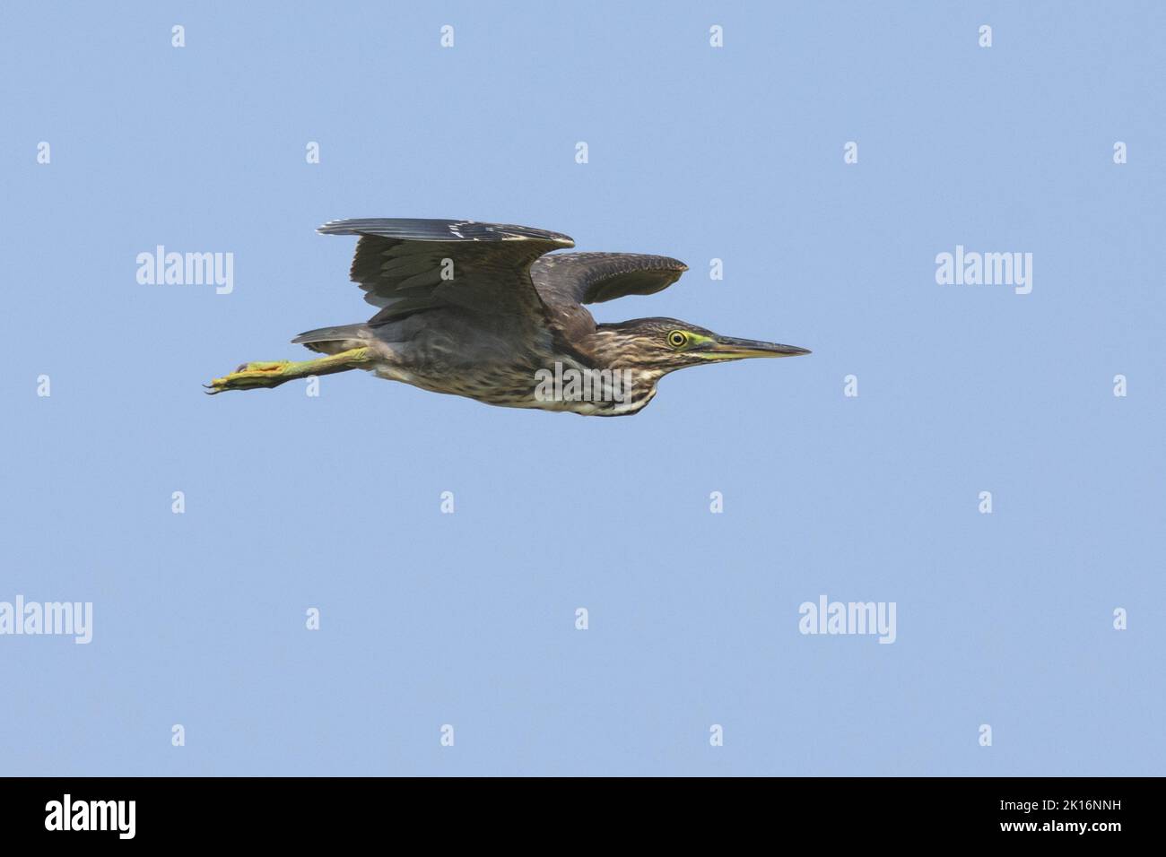 Striated Heron (Butorides striata) at Kutch, Gujarat, India Stock Photo ...
