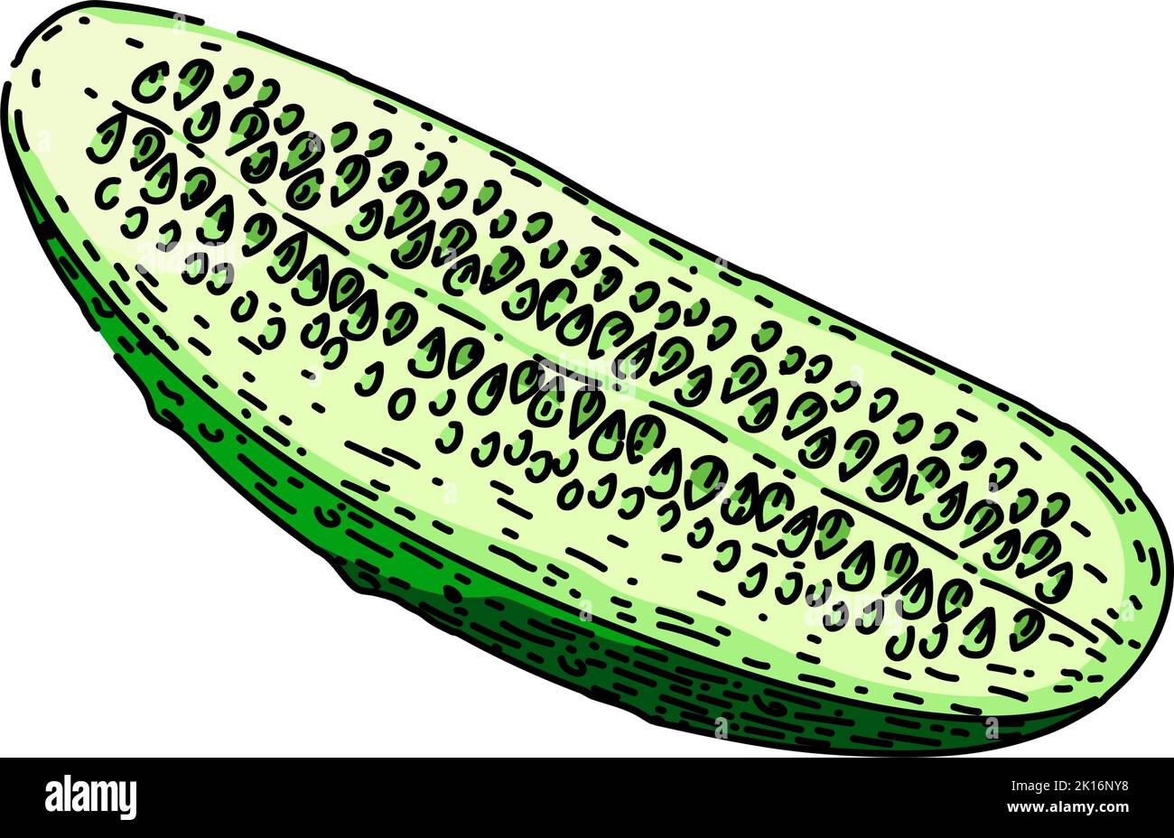 cucumber cut sketch hand drawn vector Stock Vector Image & Art - Alamy