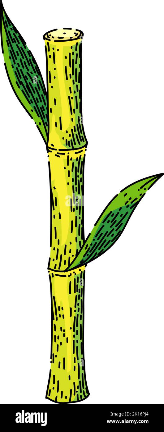 sugar cane sketch hand drawn vector Stock Vector Image & Art - Alamy