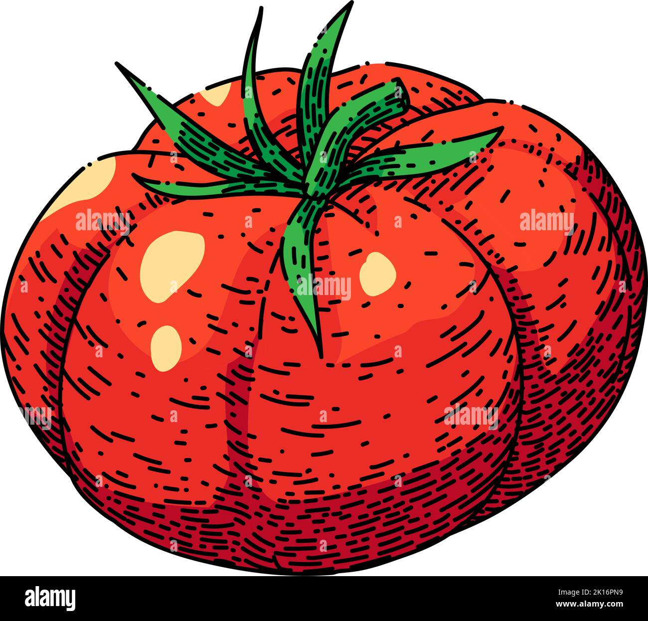 tomato food sketch hand drawn vector Stock Vector Image & Art - Alamy