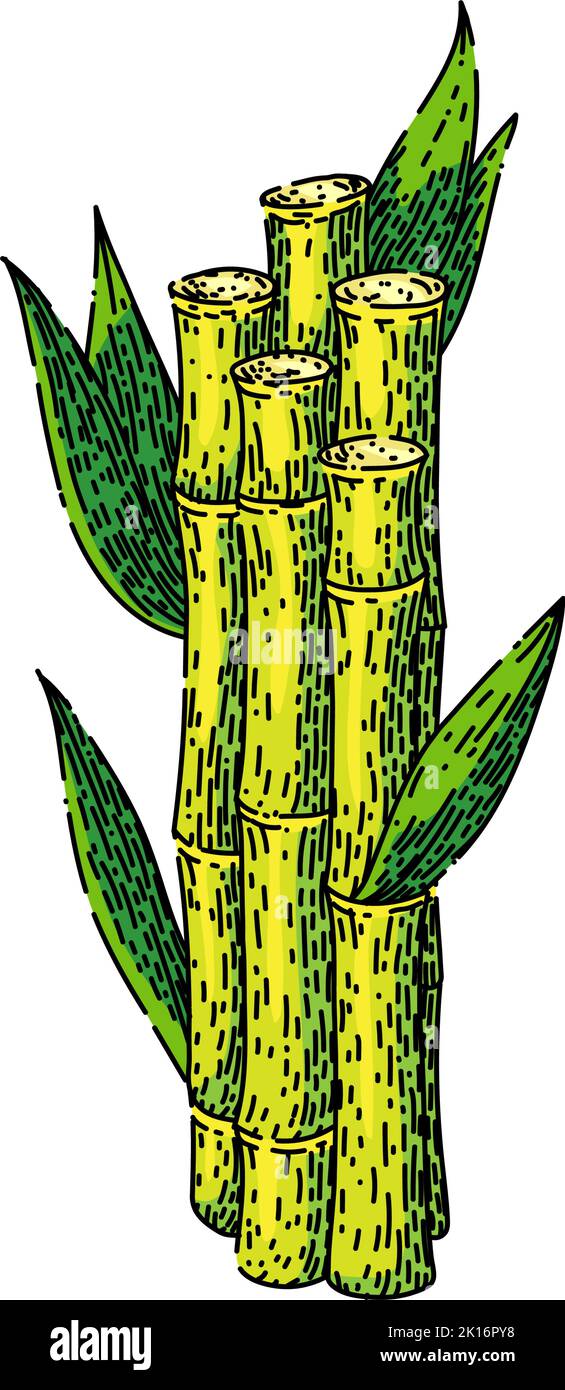 sugar cane sketch hand drawn vector Stock Vector Image & Art - Alamy sugar cane sketch hand drawn vector Stock Vector Image & Art - Alamy