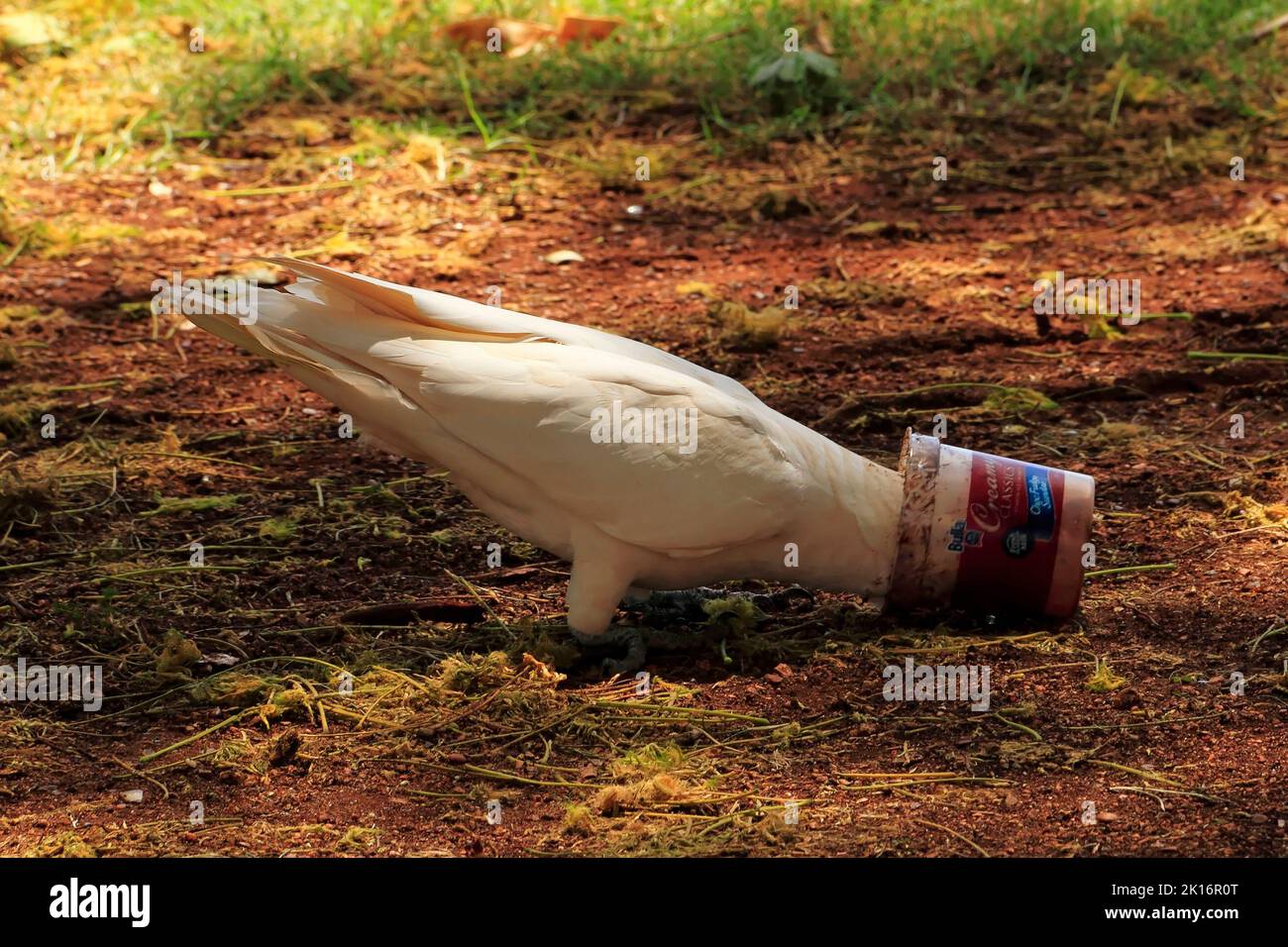 Little Corella Cockatoo ( Cacatua pastinator ) feeding from plastic ...