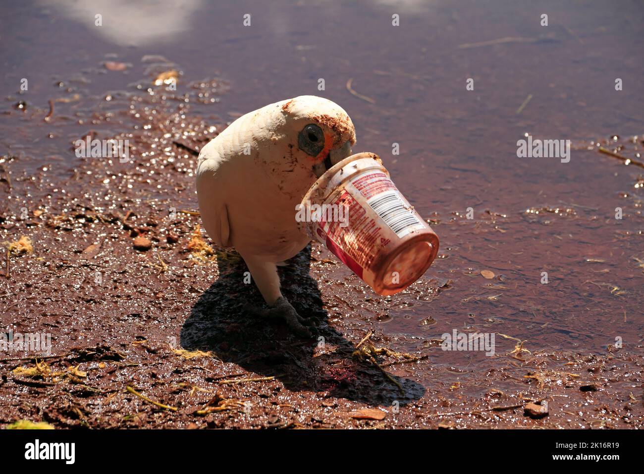 Little Corella Cockatoo ( Cacatua pastinator ) feeding from plastic ...