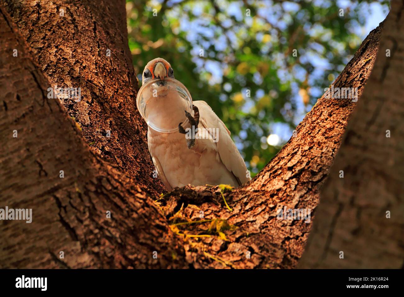 Little Corella Cockatoo ( Cacatua pastinator ) perched in a tree ...