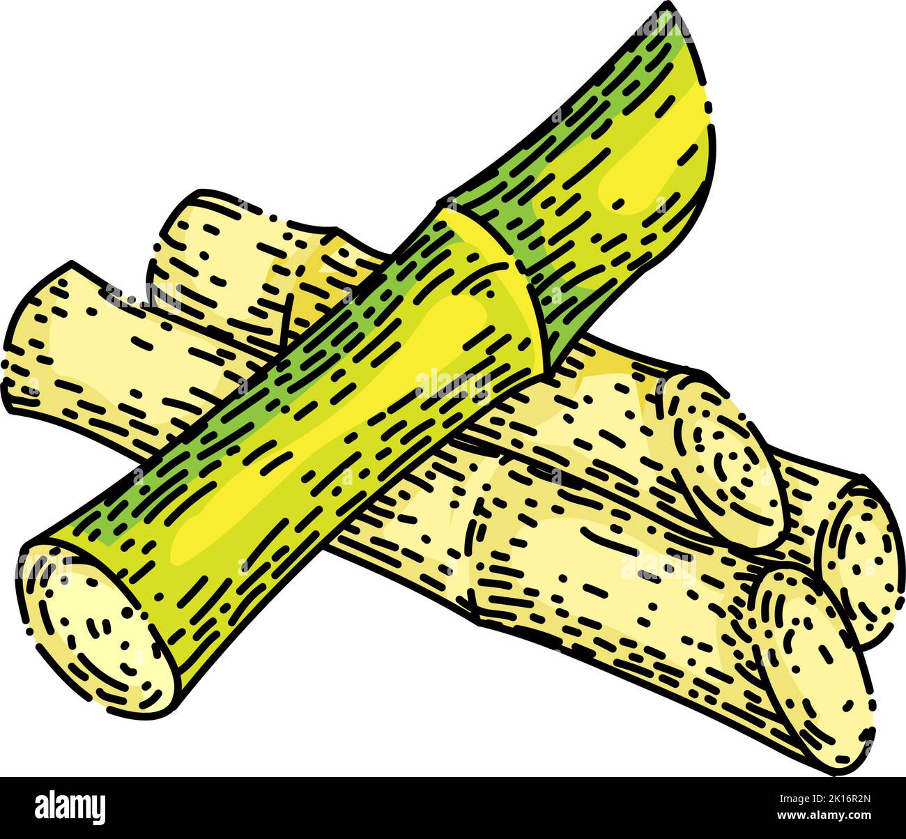 sugar cane sketch hand drawn vector Stock Vector Image & Art - Alamy