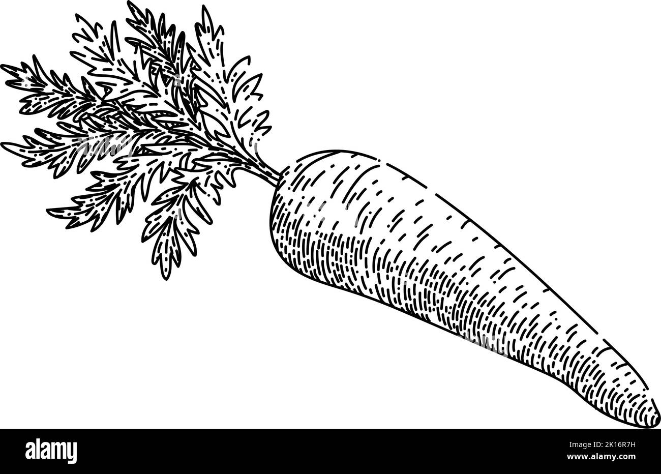 Carrot plant soil Black and White Stock Photos & Images - Alamy