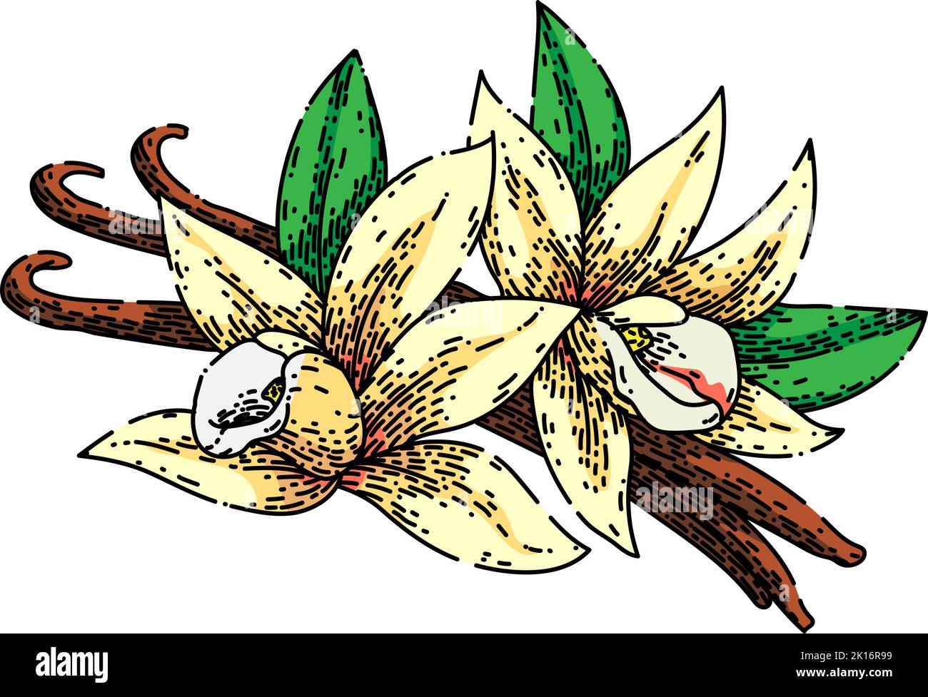 Dried fruit and spice Stock Vector Images - Alamy