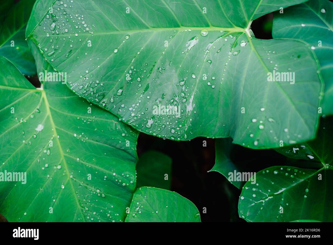 Taro leaves hi-res stock photography and images - Alamy