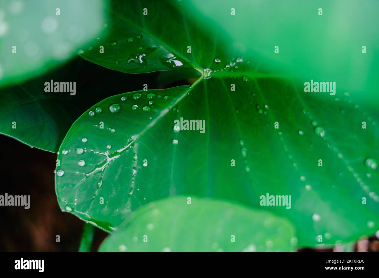 Taro leaves hi-res stock photography and images - Alamy