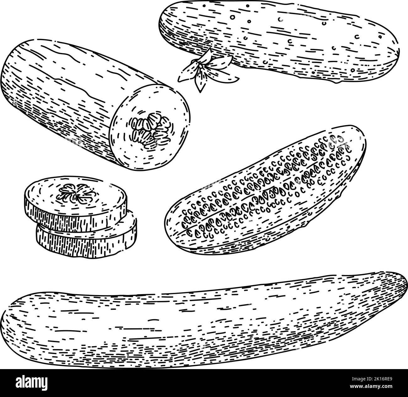 cucumber green set sketch hand drawn vector Stock Vector Image & Art ...