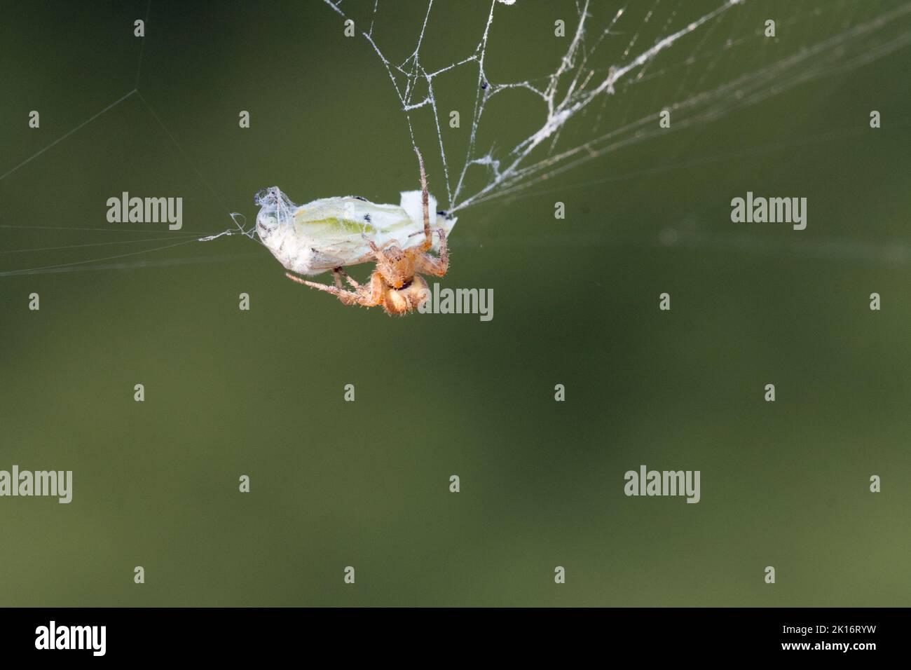 A crowned orb weaver spider (Araneus diadematus) kills a cabbage ...