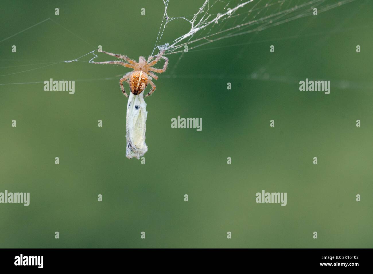 Spider paralyzing wings moth hi-res stock photography and images - Alamy