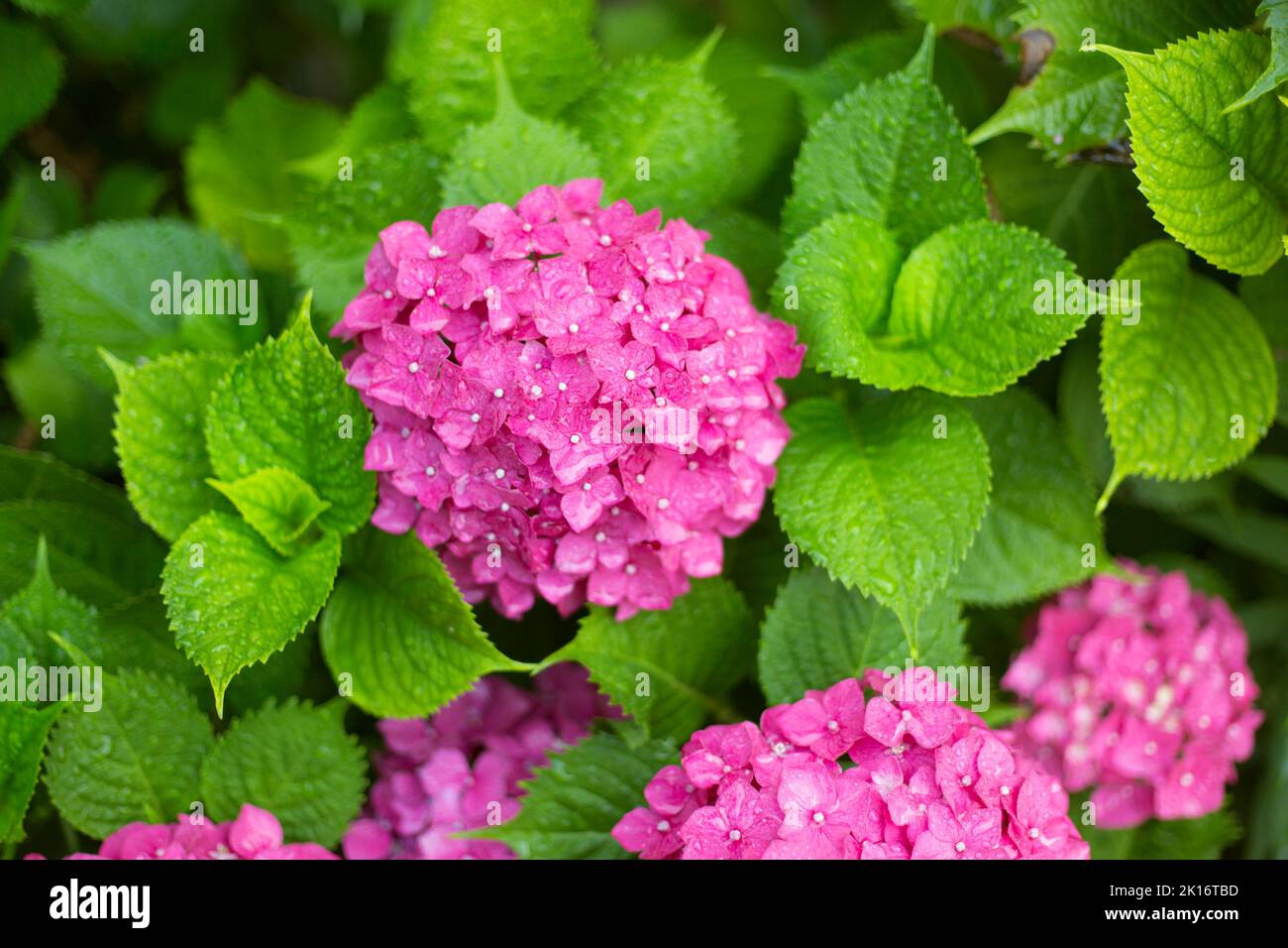 Close up light pink hortensia fresh flowers on green leaves background ...