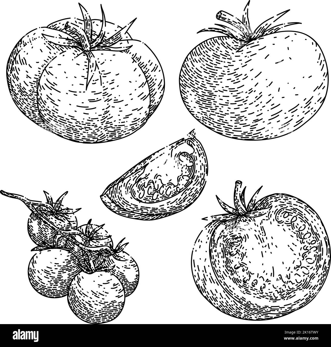 tomato red set sketch hand drawn vector Stock Vector Image & Art - Alamy