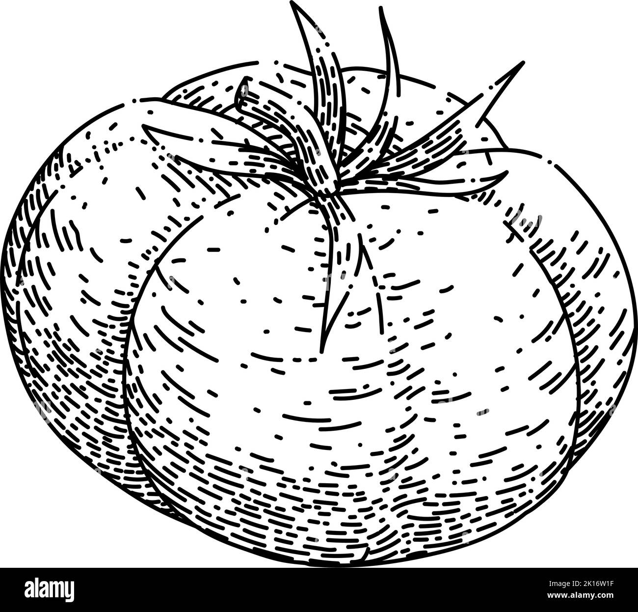 tomato food sketch hand drawn vector Stock Vector Image & Art - Alamy