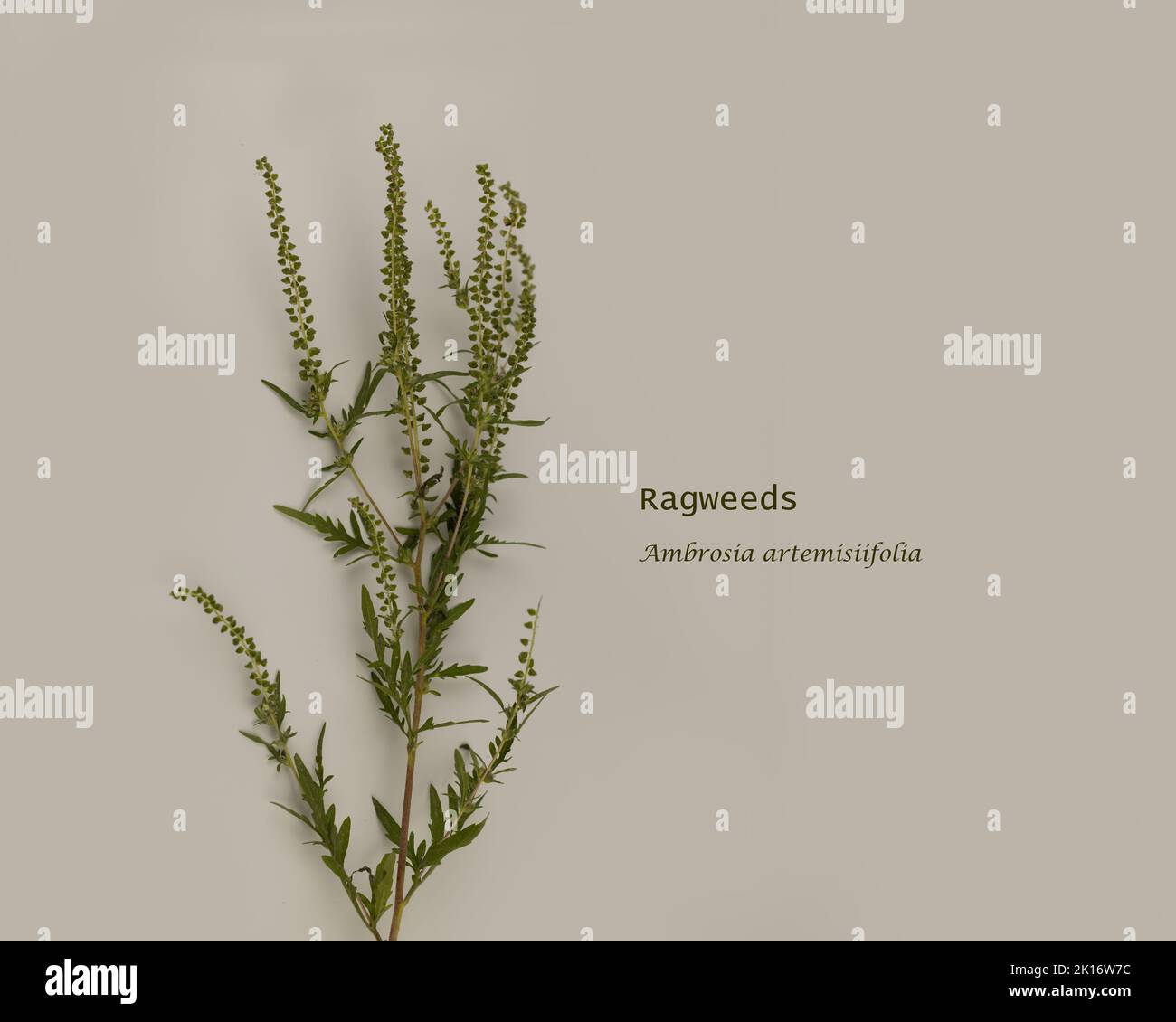 Blooming Ambrosia artemisiifolia on beige background. Ragweed is a ...