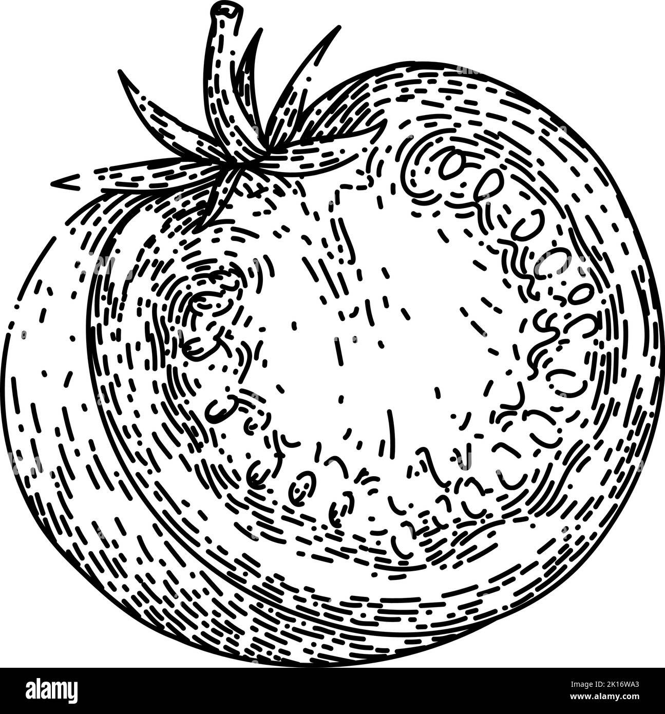 tomato slice sketch hand drawn vector Stock Vector Image & Art - Alamy