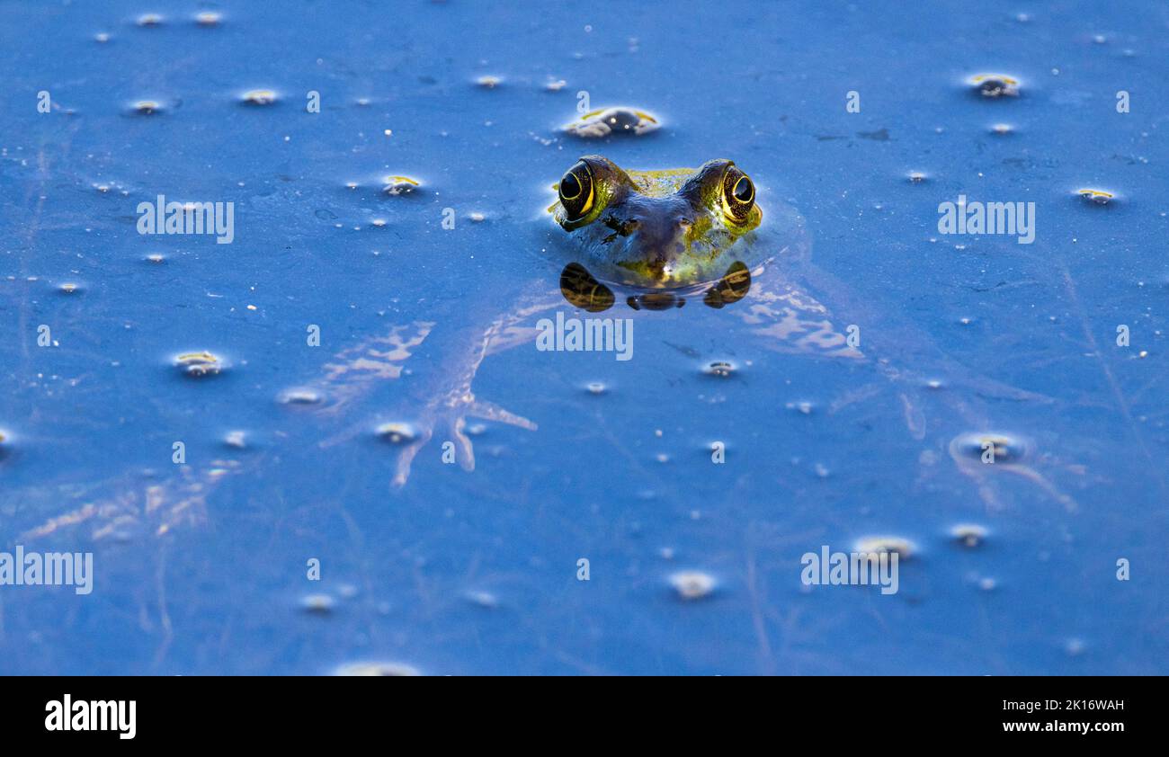 A frog in a blue water Stock Photo - Alamy