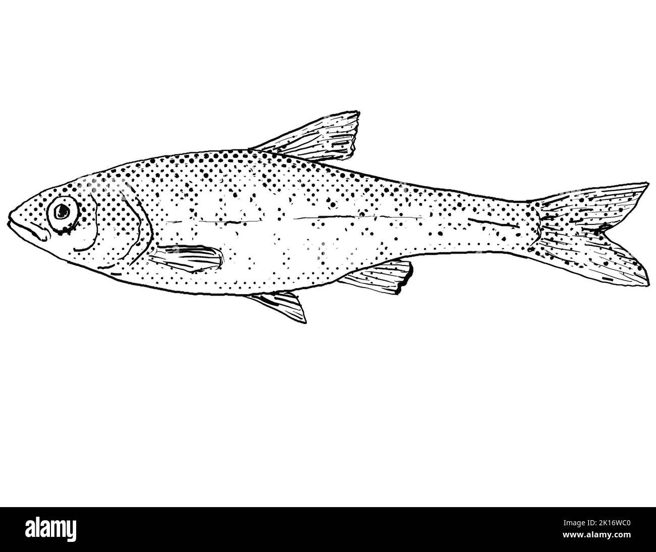 Cartoon style line drawing of a common shiner or Luxilus cornutus ...