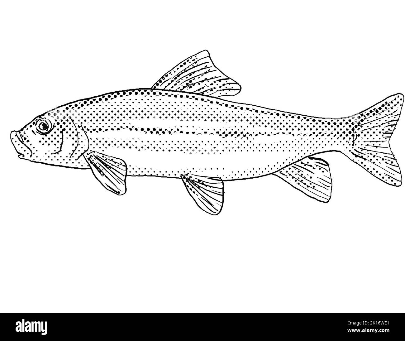 Cartoon style line drawing of a golden redhorse or Moxostoma erythrurum ...