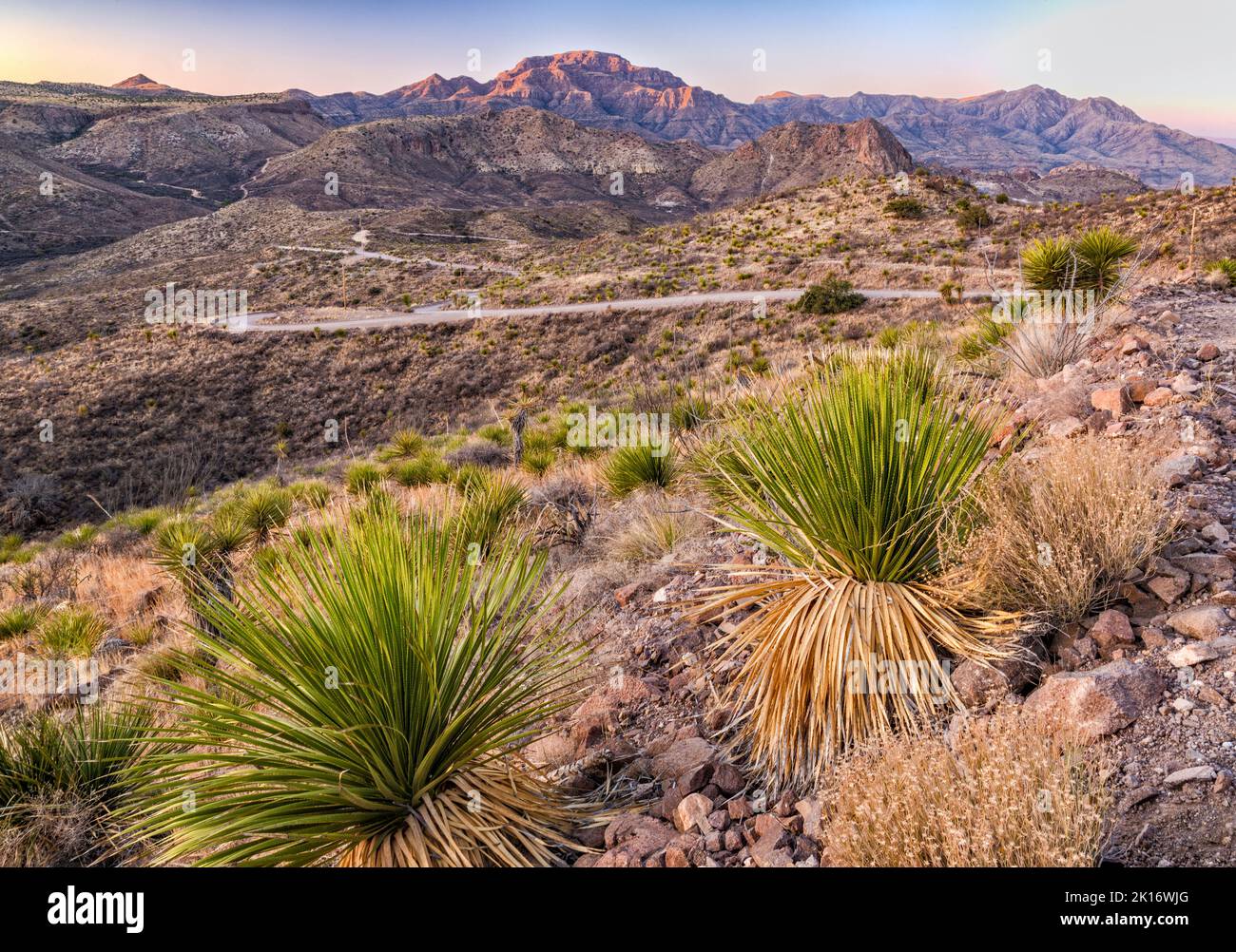 Desert spoon, Chinati Peak, Sierra Parda (Little Chinati Peak), Chinati ...