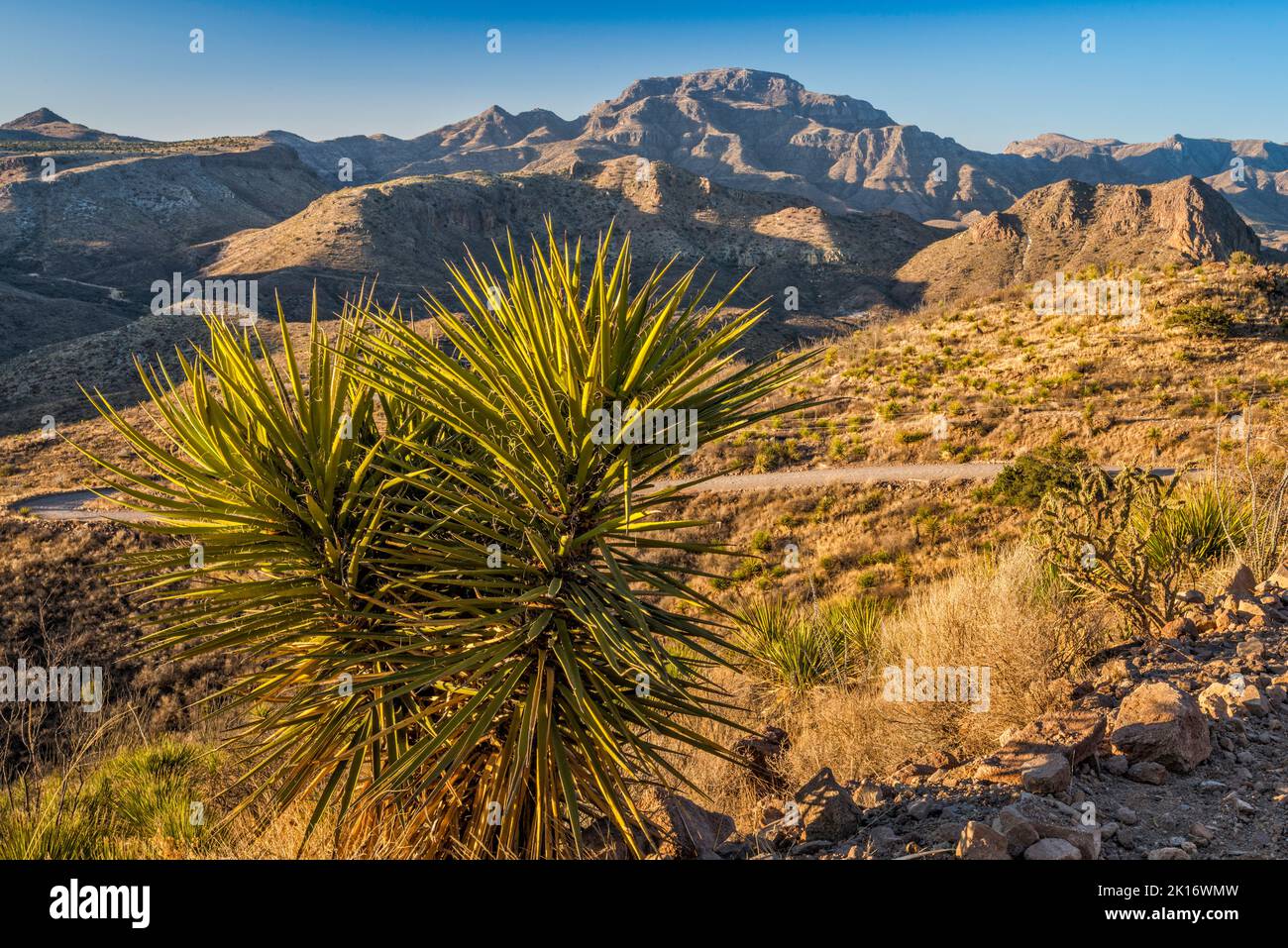 Yucca, Chinati Peak, Chinati Mountains, future state park, sunrise ...
