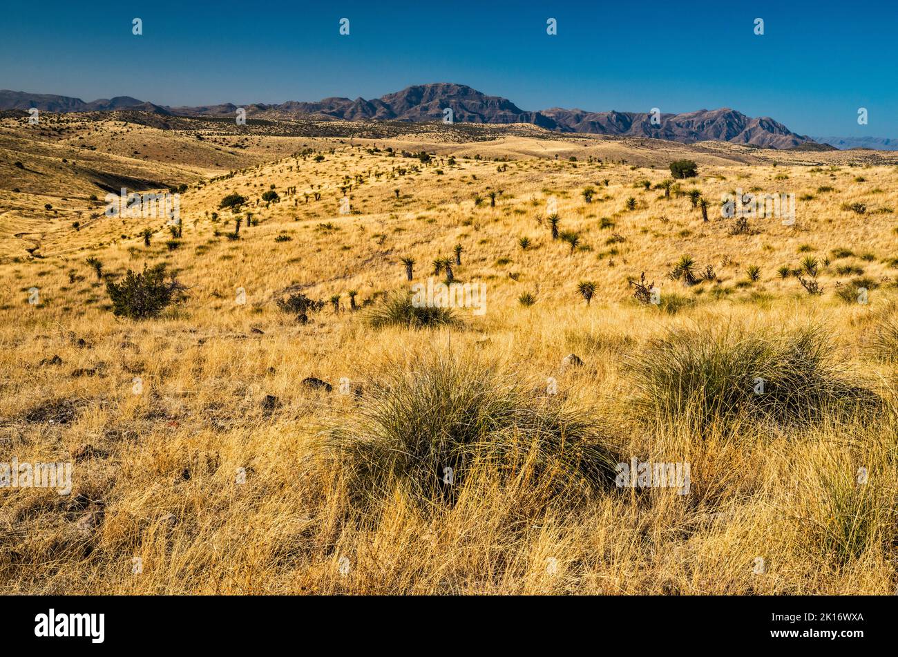 West Texas grassland, along FM-2810 road, on way to Pinto Canyon in ...