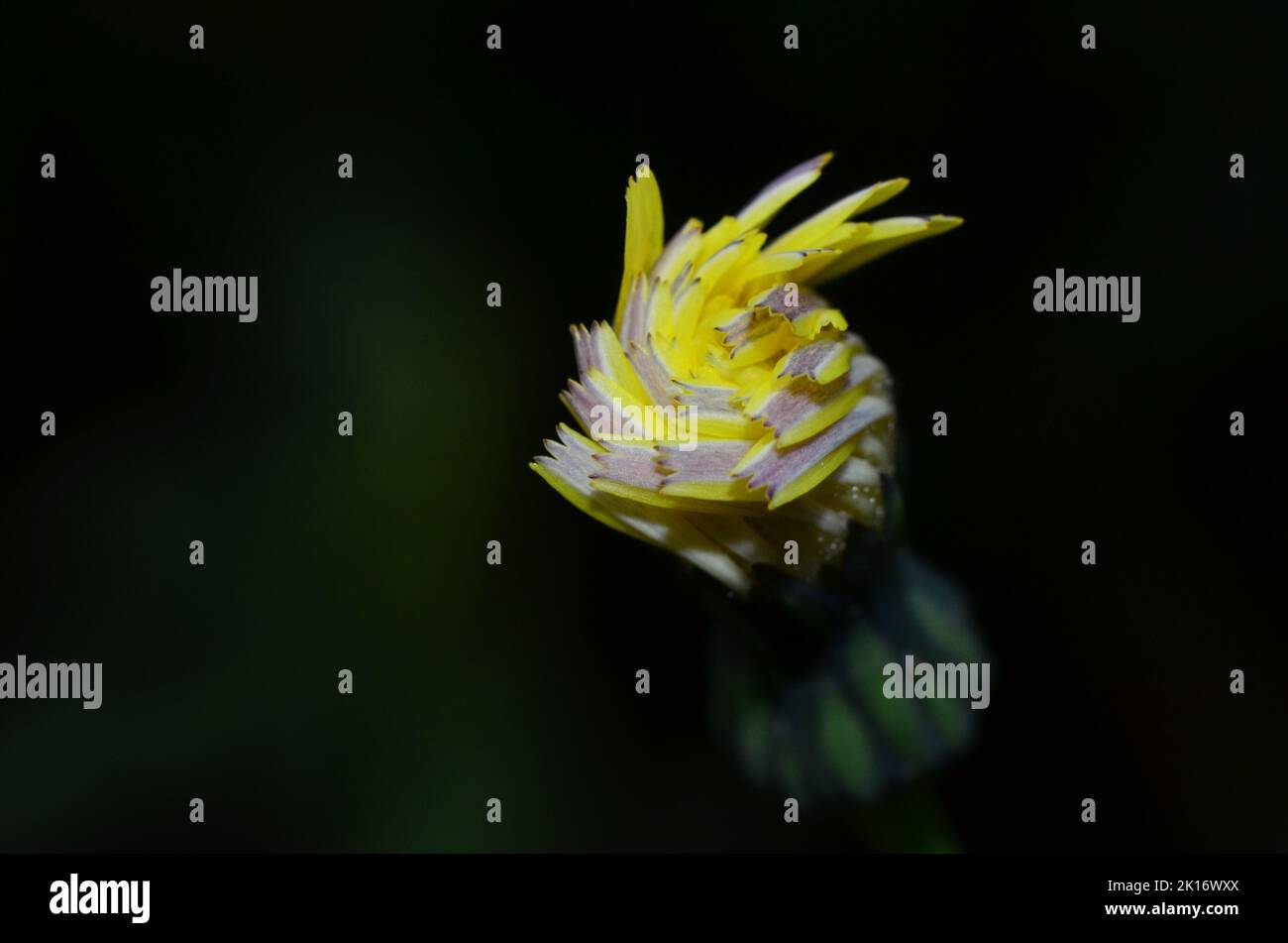 prickly sow-thistle bud Stock Photo - Alamy