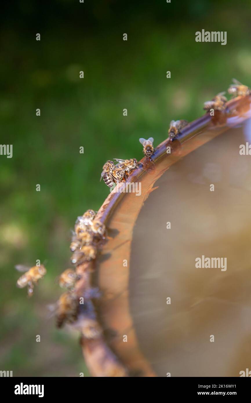 Busy bees, close up view of the working bees. Bees close up showing ...