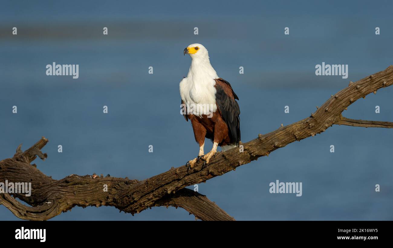 African Fish-Eagle (Haliaeetus vocifer) Pilanesberg Nature Reserve ...