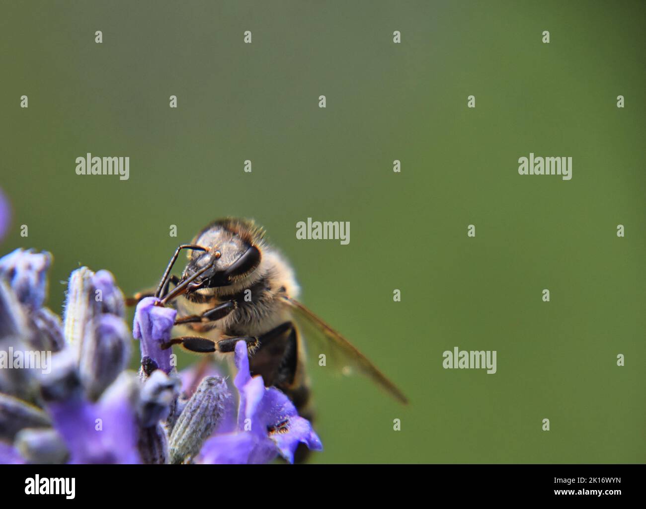 A macro shot of bee on lavender plant against blurred background Stock ...