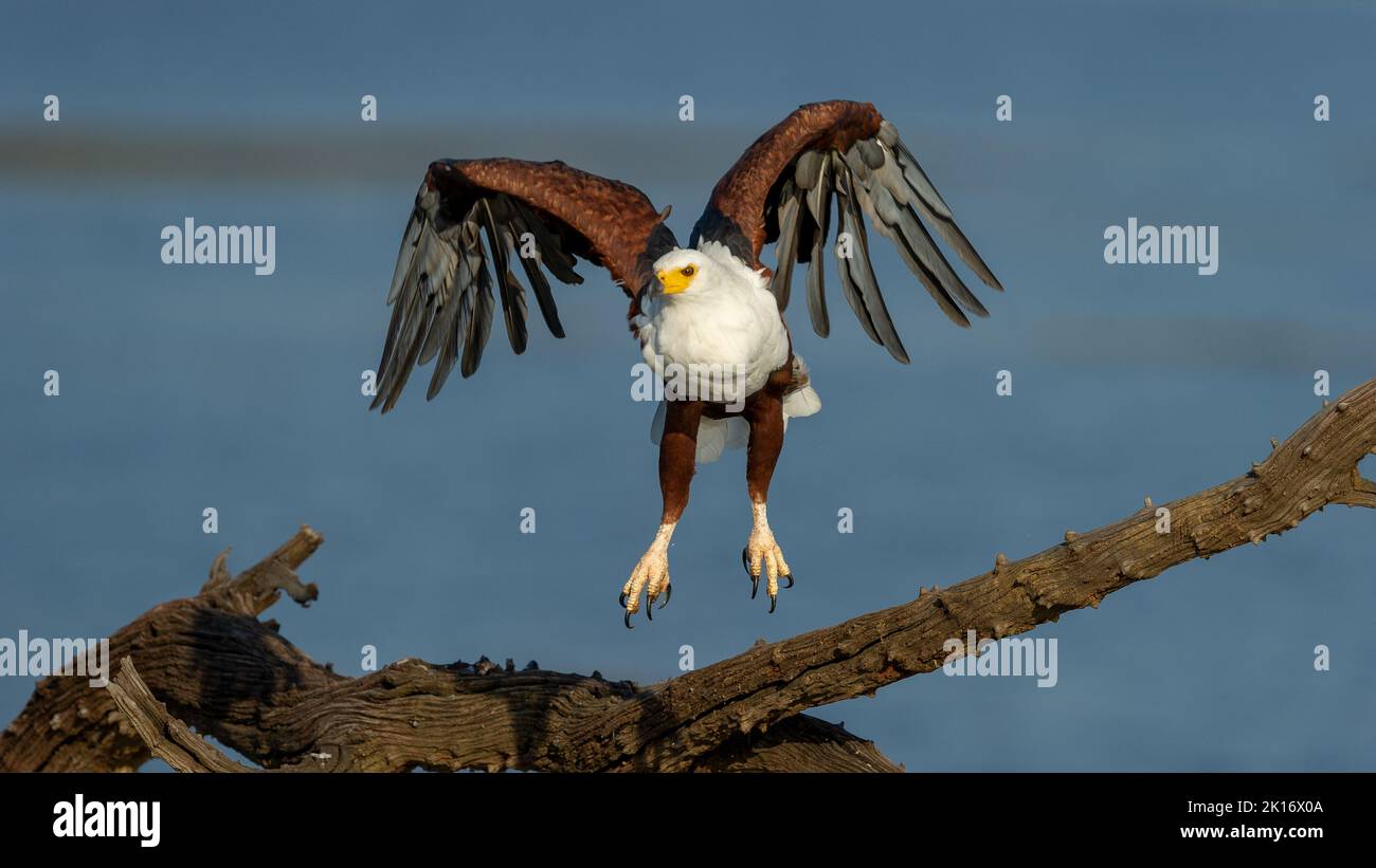 African Fish-Eagle (Haliaeetus vocifer) Pilanesberg Nature Reserve ...