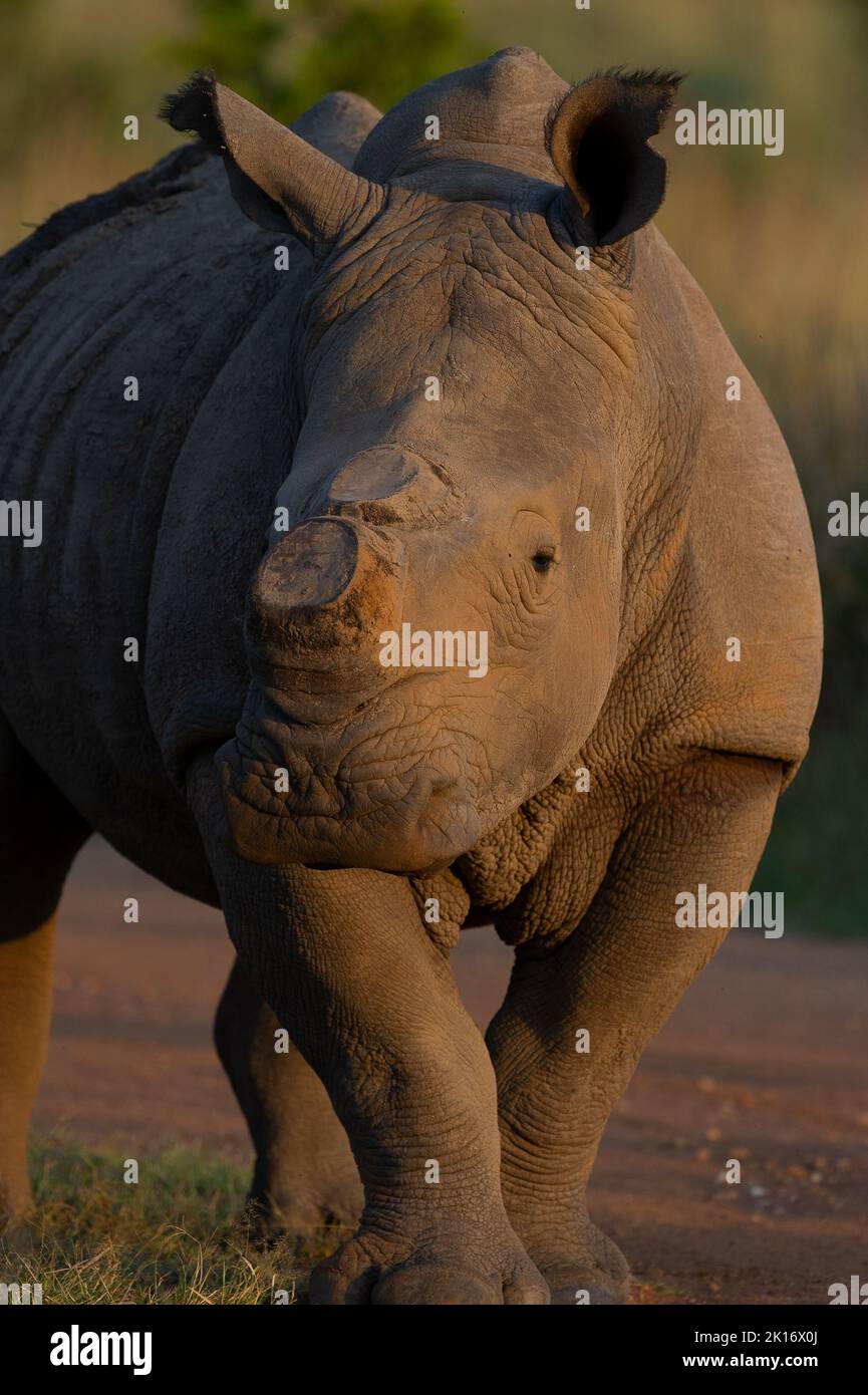 White Rhinoceros (Ceratotherium simum), Pilanesberg Nature Reserve ...