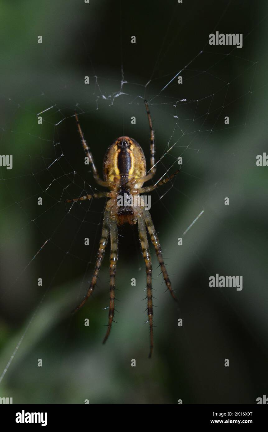 Metellina segmentata spider bottom Stock Photo - Alamy