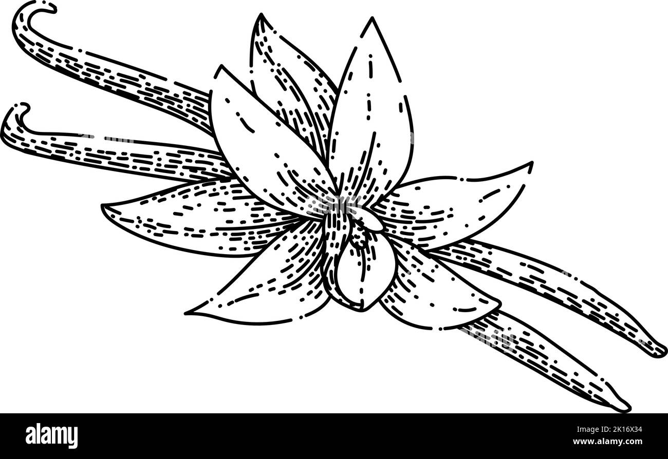 vanilla flavor sketch hand drawn vector Stock Vector Image & Art - Alamy