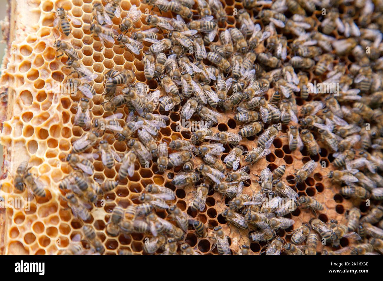 Frames of a beehive. Busy bees inside the hive with open and sealed ...
